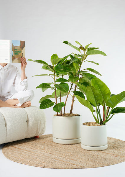 Angus & Celeste Soft Cylinder Planter Jungle Pot - Medium | I Dream a ...