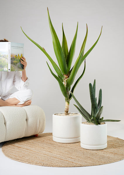 Angus & Celeste Soft Cylinder Planter Jungle Pot - Large | I Dream a ...